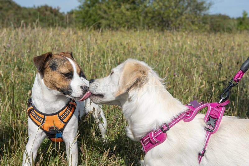 Two Dogs Playing Together in a Grassy Field Stock Image - Image of ...