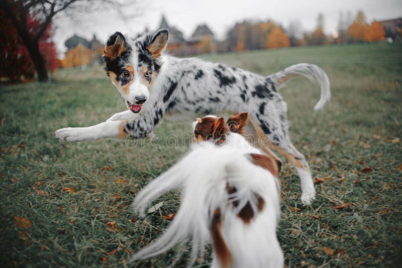 Two Dogs Playing Together Outdoors in Autumn Stock Image - Image of ...