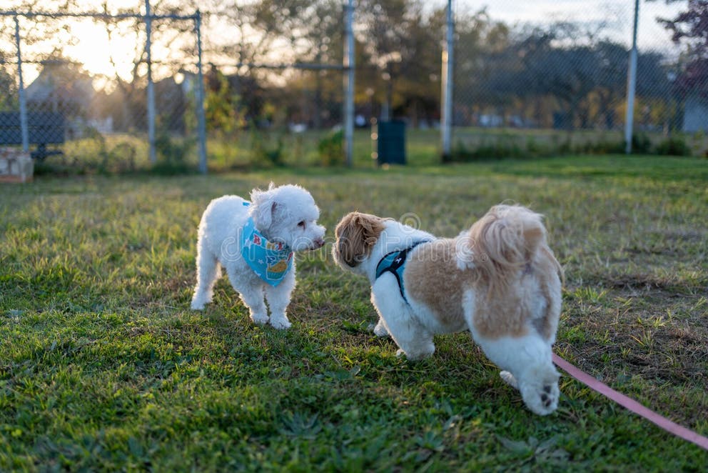 Two Dogs Playing Together in the Park Stock Image - Image of lovely, purebred: 268406391