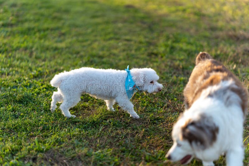Two Dogs Playing Together in the Park Stock Photo - Image of park ...