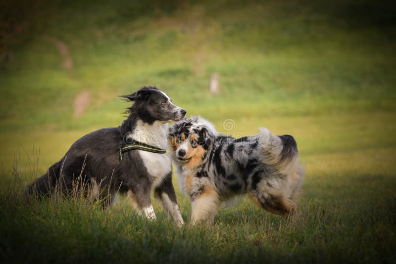 Two Dogs are Playing Together in Park. Stock Image - Image of dogs ...