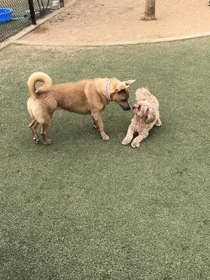 Two dogs playing stock image. Image of dogs, pets, playing - 251094687