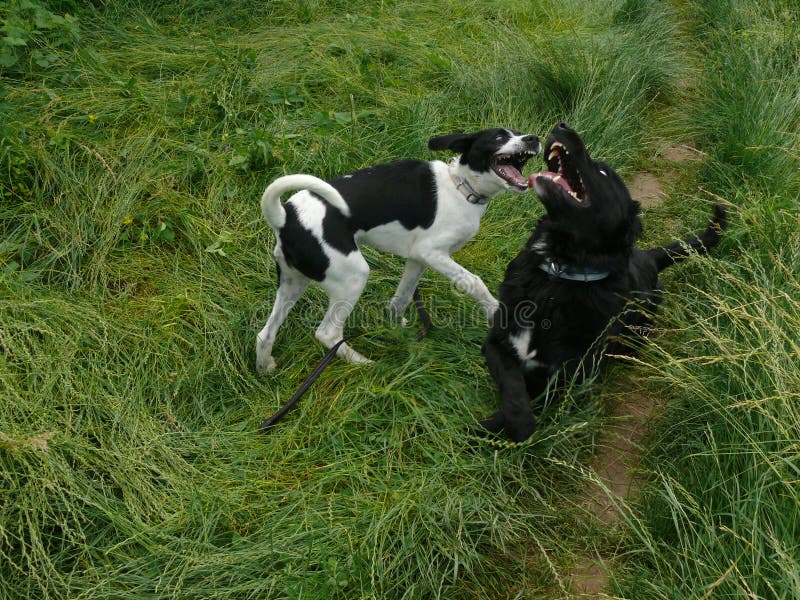 Two dogs playing stock image. Image of long, field, boisterous - 190062555