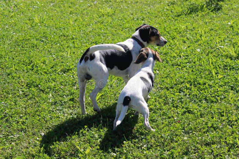 Two dogs playing stock photo. Image of puppy, canine - 117666368