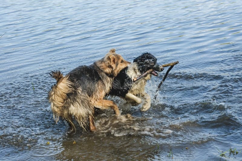 Two Dogs playing in water stock photo. Image of animal - 54396274