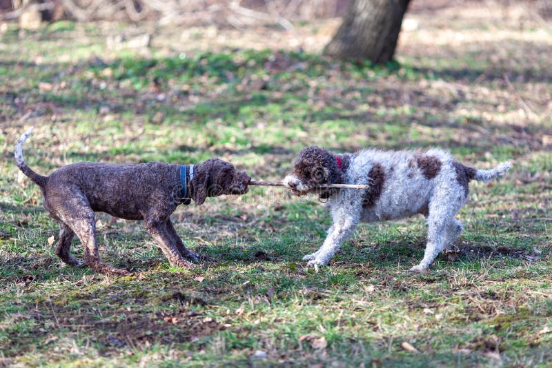 Two Dogs Playing with Wooden Stick in the Park Stock Image - Image of ...