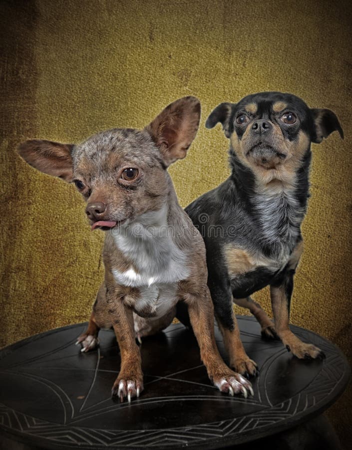 Two dogs pose stock photo. Image of small, photoshoot - 46228528