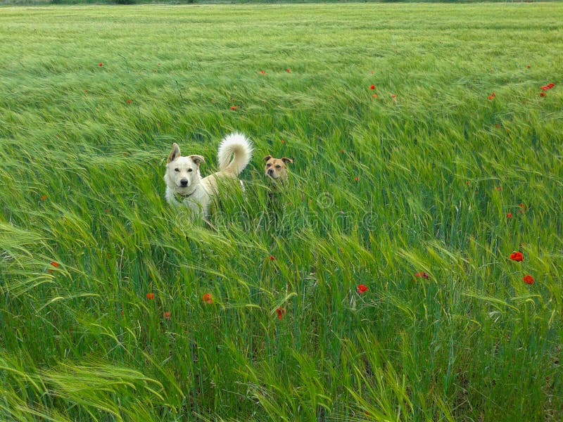 Two dogs pose stock photo. Image of meadow, mountain, mammal - 1528484