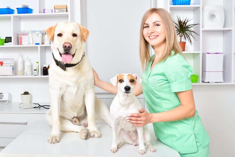 Two Dogs at a Reception at the Vet Stock Photo - Image of hospital ...