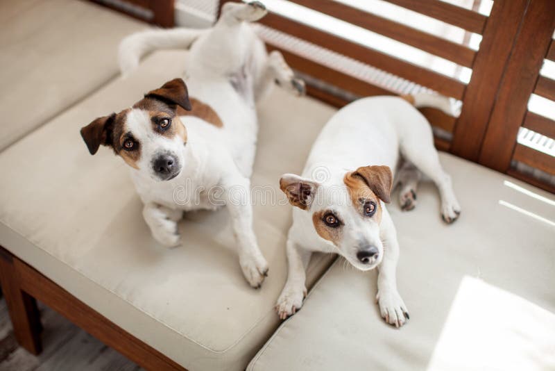 Two dogs relax on sofa stock image. Image of cute, interior - 173812541
