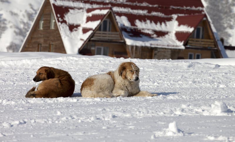 Two Dogs Rest on Snow in Ski Resort Stock Photo - Image of cold, animal ...