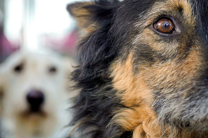 Two Dogs Resting on the Ground with Their Eyes Open Stock Image - Image ...