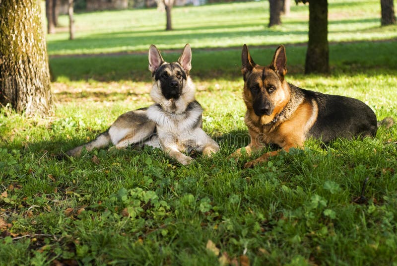 Two dogs stock image. Image of relaxing, breed, doggies - 46929793