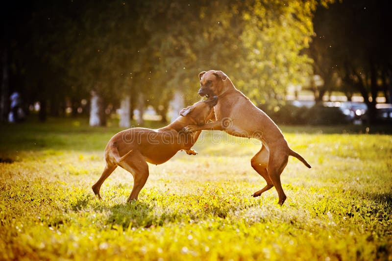 Funny Dogs Basset Hound Running Stock Image - Image of animals, race ...