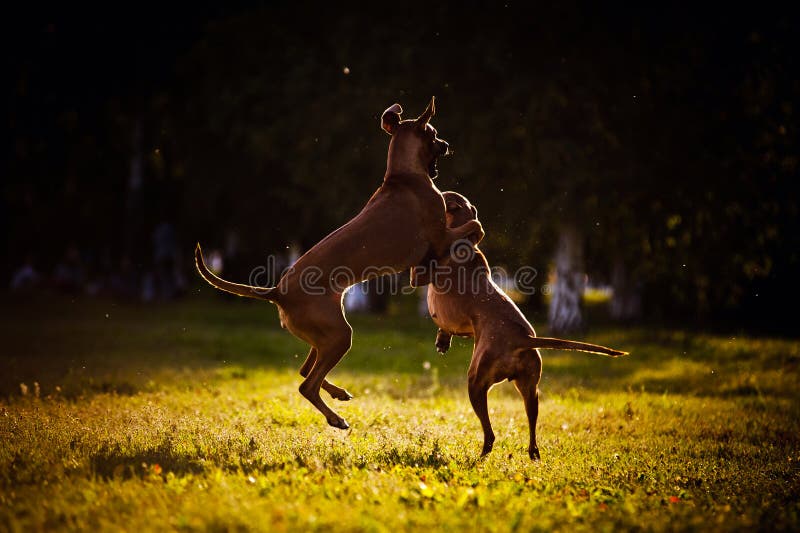 Two dogs ridgeback playing stock image. Image of running - 27057689