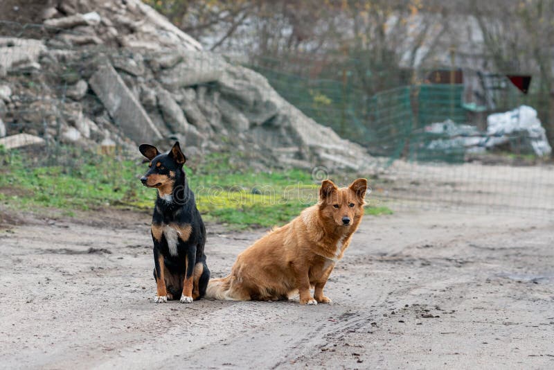 Two Dogs on the Road To the Yard Stock Image - Image of security ...