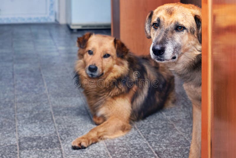Two Dogs in a Room Looking in the Same Direction Stock Photo - Image of ...