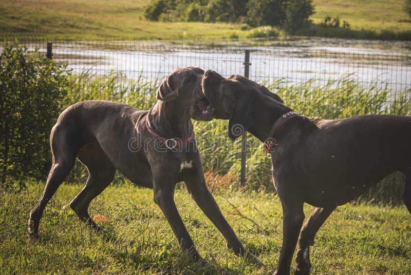 Two Dogs Roughly Playing on Evening Grass Stock Image - Image of meadow ...