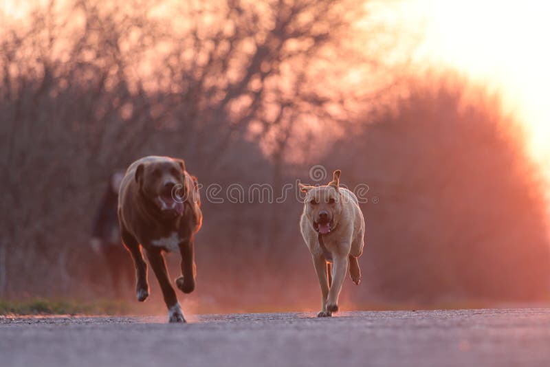 Two Dogs Run Along Road Sunset Stock Photos - Free & Royalty-Free Stock ...