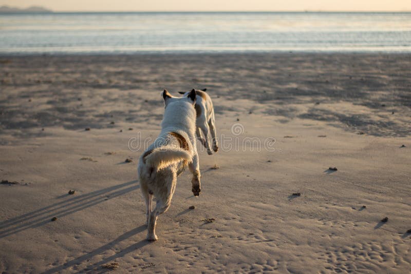 Two Dogs Run Along the Sandy Seashore at Sunset Stock Image - Image of ...