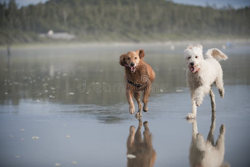 Two dogs run on beach 2 stock image. Image of mutt, beach - 18748203