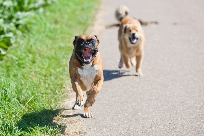 Two Dogs Run on a Country Path Stock Photo - Image of competition ...