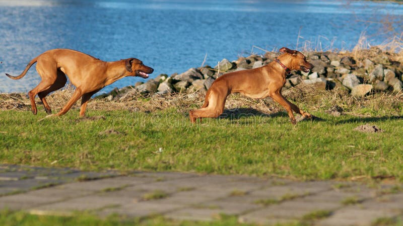 Two dogs running stock image. Image of happy, hairy, brown - 27459695