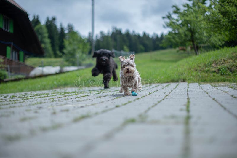 Two dogs running stock photo. Image of black, brown - 282596372