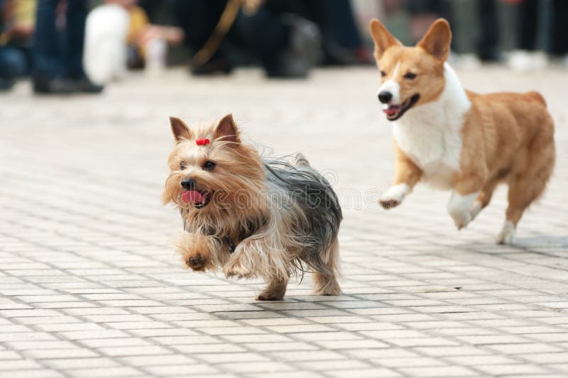Little dog running stock image. Image of posing, animal - 8932819