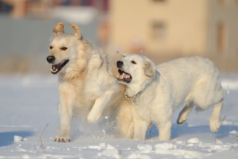 Two Dogs Running Across the Field Stock Photo - Image of running, field ...
