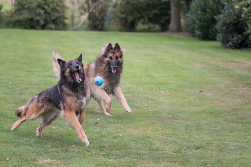 Two Dogs Running after Ball Stock Image - Image of tervueren, pair ...