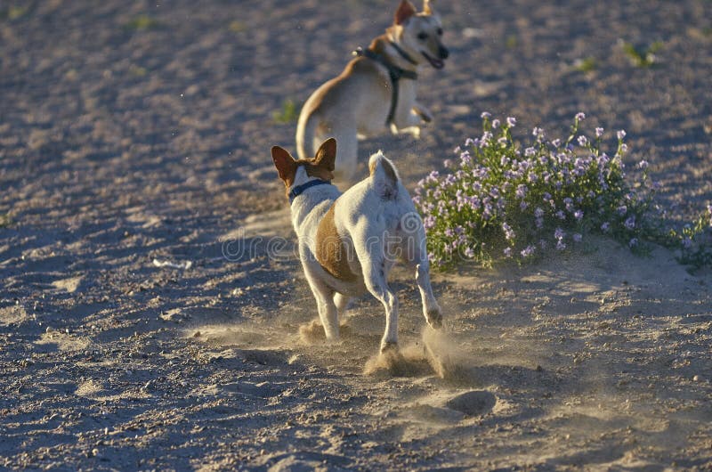 Two Dogs are Running on a Beach Stock Image - Image of outdoors ...