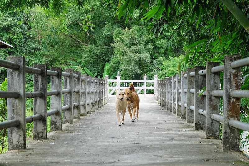 Two Dogs are Running on the Bridge. Stock Image - Image of floor ...