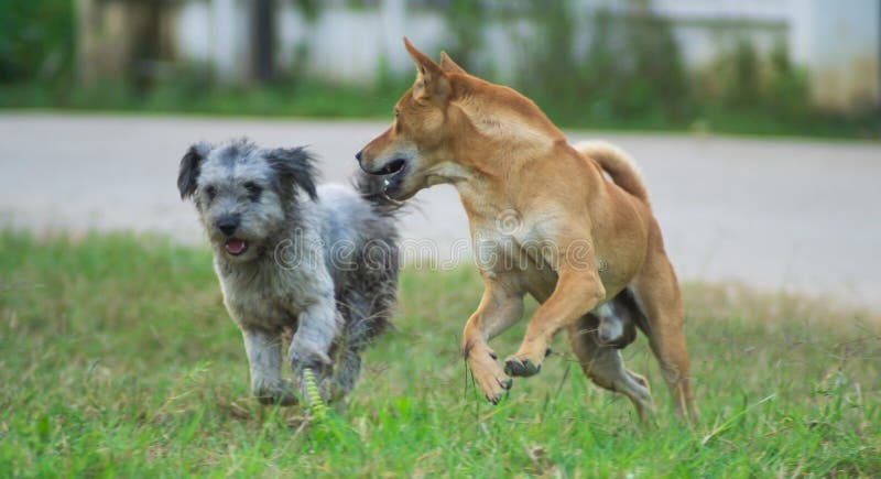 Two Dogs are Running on the Grass Stock Photo - Image of green, playing ...
