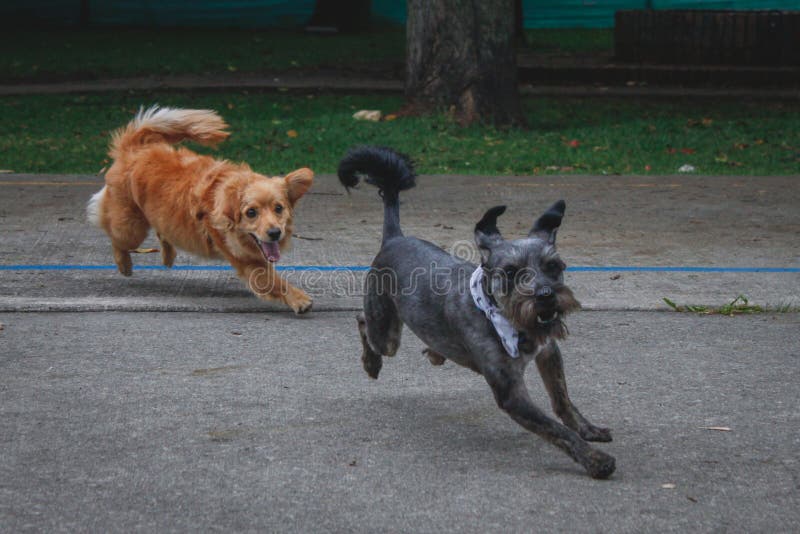 Two Dogs Running in the Park Stock Image - Image of animals, park ...
