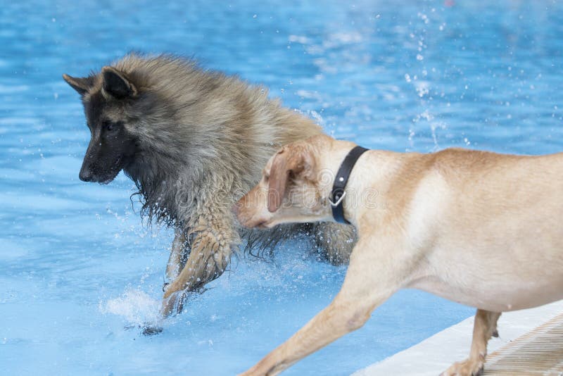Two Dogs Running in Swimming Pool Stock Photo - Image of paws, ball ...