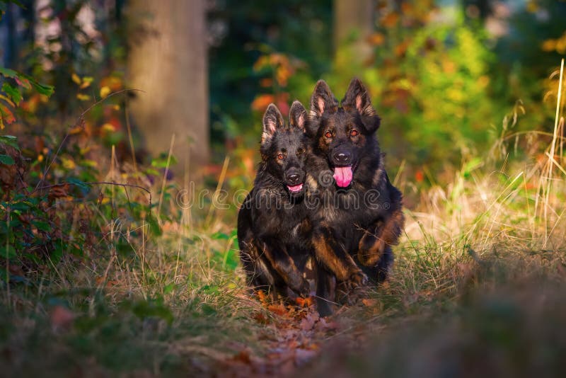 Two Dogs Running Together in the Forest Stock Image - Image of german ...