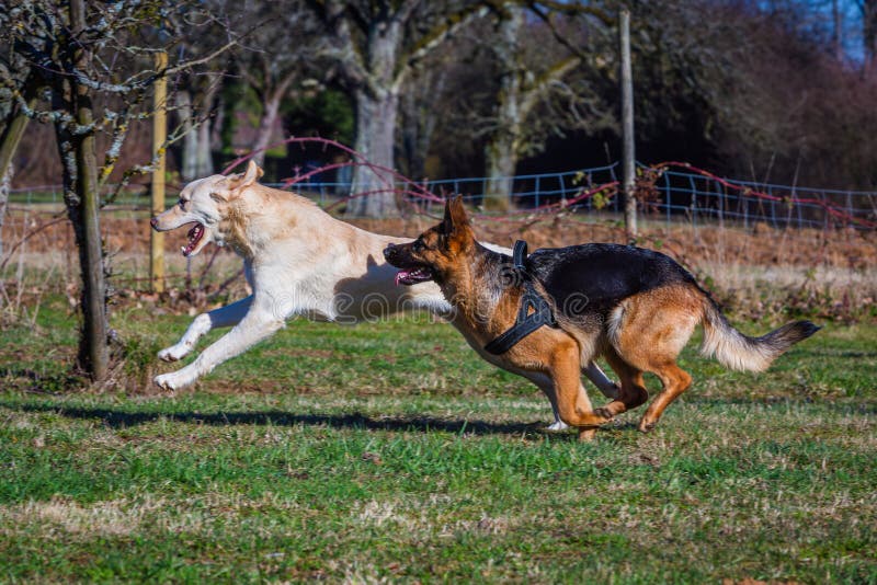 Two Dogs Running Together Over a Meadow Stock Image - Image of friend ...