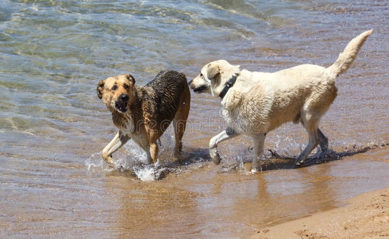 Two Dogs on the Sand by the Sea. Stock Image - Image of outdoors, breed ...