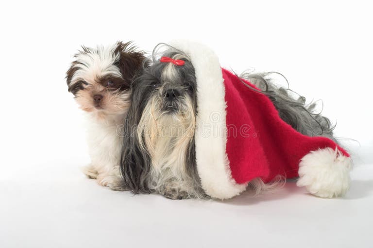Two Dogs with a Santa Hat stock photo. Image of questioning - 1524472
