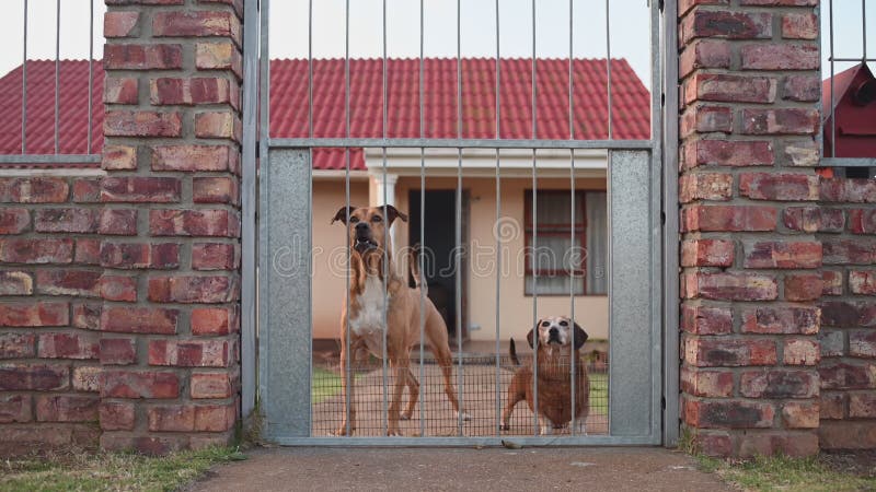 Two Dogs Seen Standing Gate while Panning Away Stock Video - Video of ...