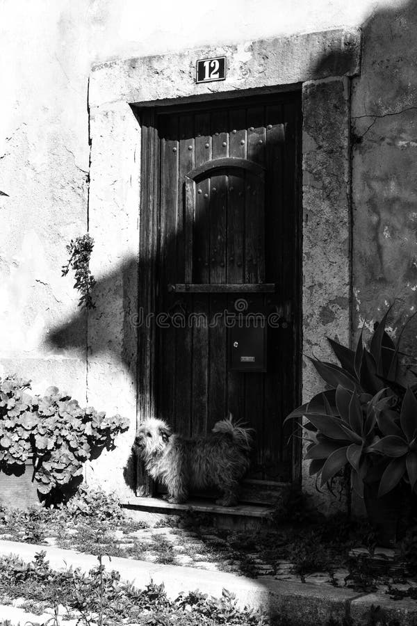 Two Dogs. Shadow. Black and White. Streets of Almada. Editorial Stock ...