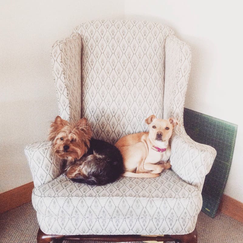 Two dogs sharing space stock image. Image of yorkie, space - 50965623