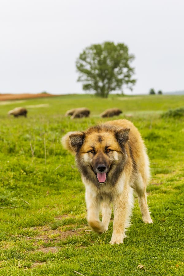 Two Dogs Side by Side, One Weak, One Fat in Farm Stock Image - Image of ...