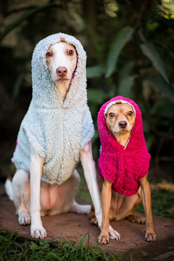 Two Dogs Sit Side-by-side on a Concrete Path. Stock Image - Image of ...