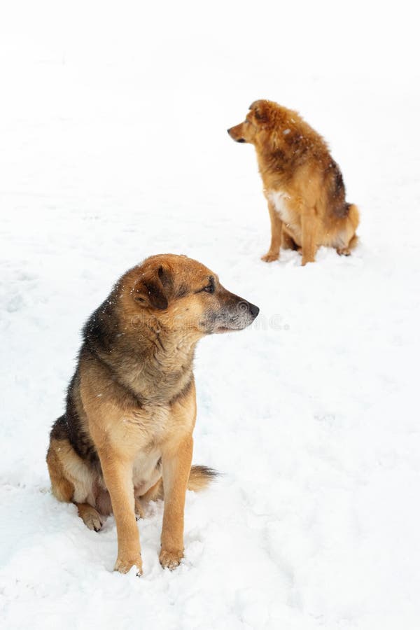 Two Dogs Sit in the Yard in the Snow in Winter and Look Attentively in ...