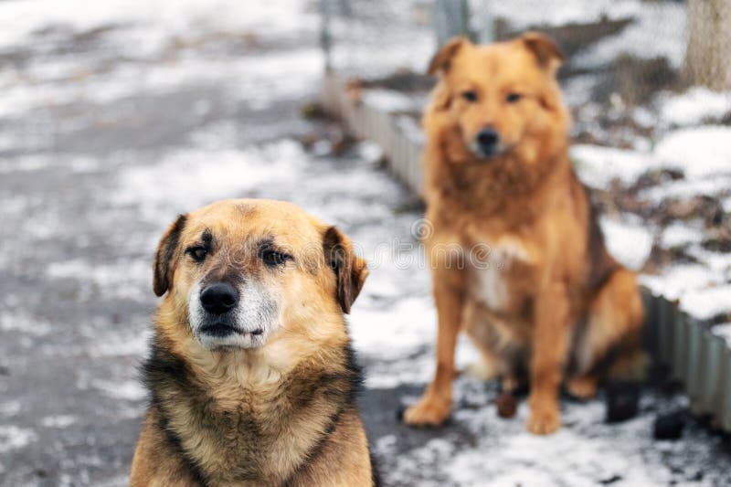 Two Dogs Sit in the Yard in Winter and Look Attentively Ahead Stock ...