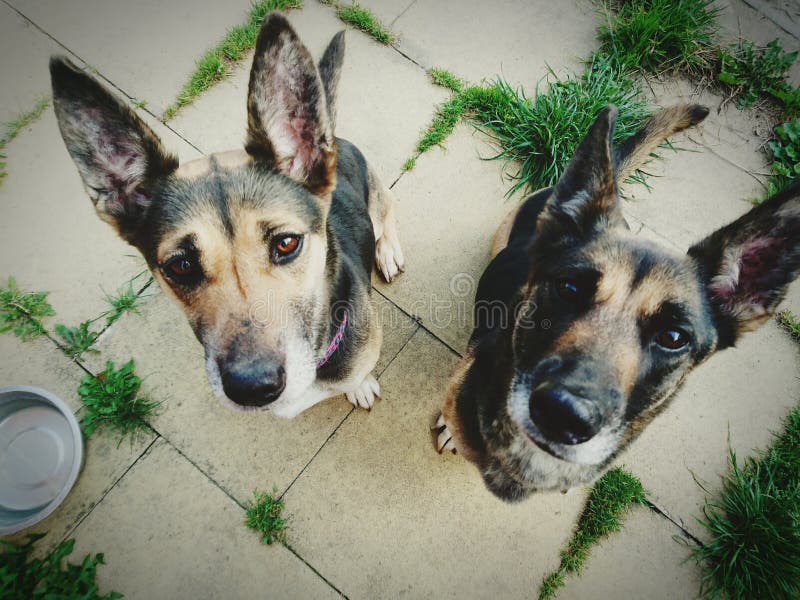 Two dogs stock image. Image of animals, sitting, dogs - 76697949