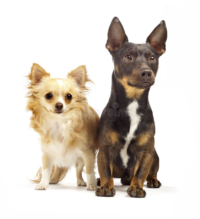Two Dogs Sitting by Each Other Looking Cute Stock Image - Image of ...
