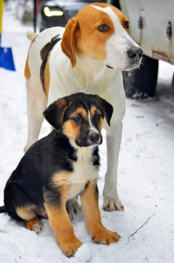 Two dogs stock image. Image of friendship, lonely, faith - 48309563